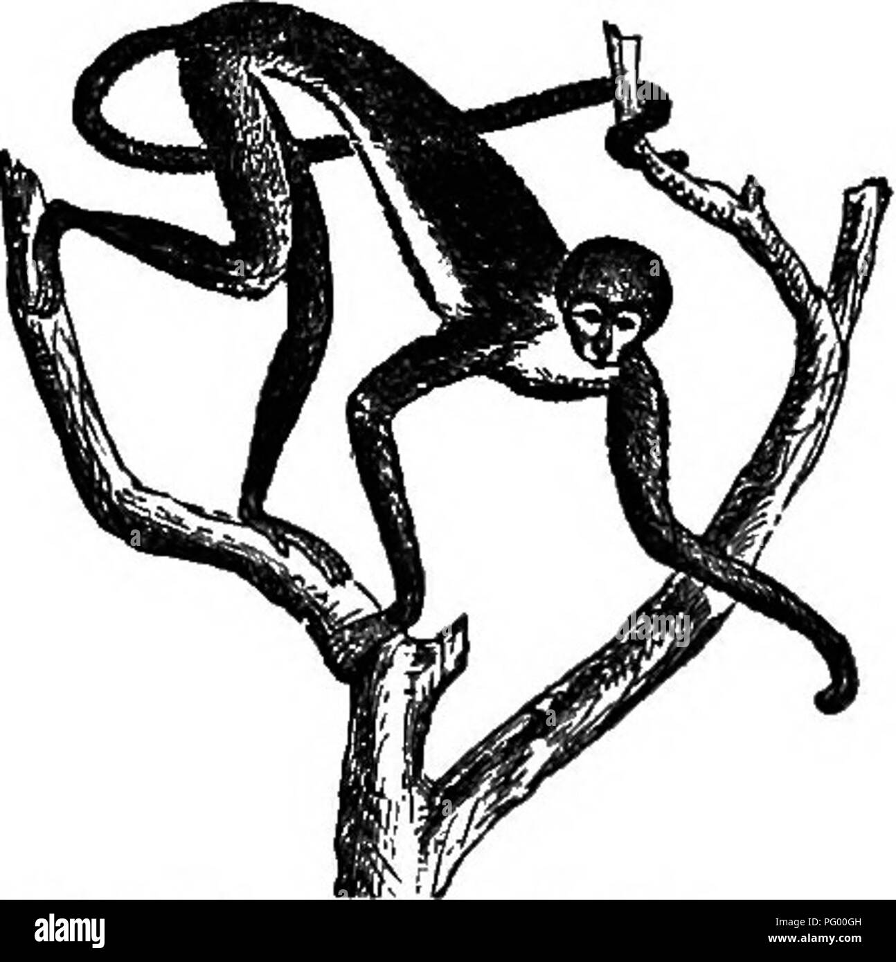 This book by Sanborn Tenney offers descriptions of various animals featured in his Natural ...