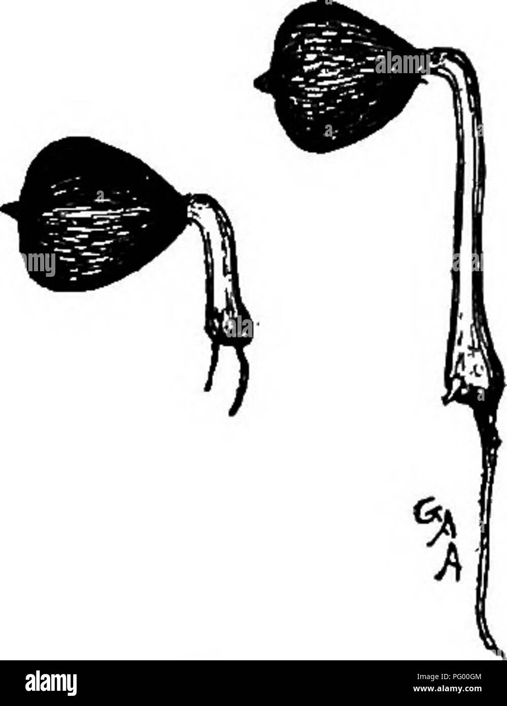 Castor seed Black and White Stock Photos & Images - Alamy