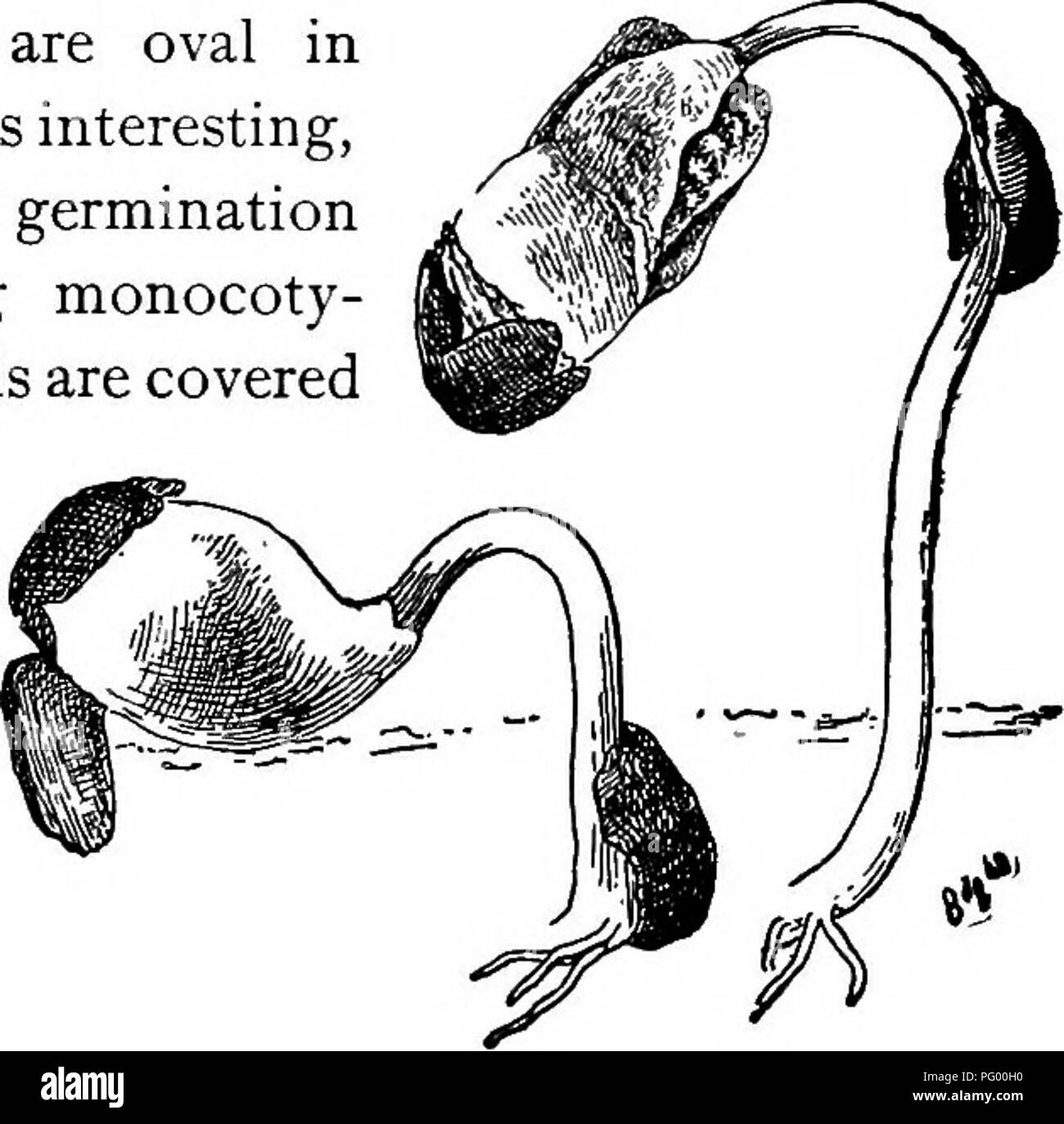 The germination process of castor-oil bean is illustrated, showing the ...