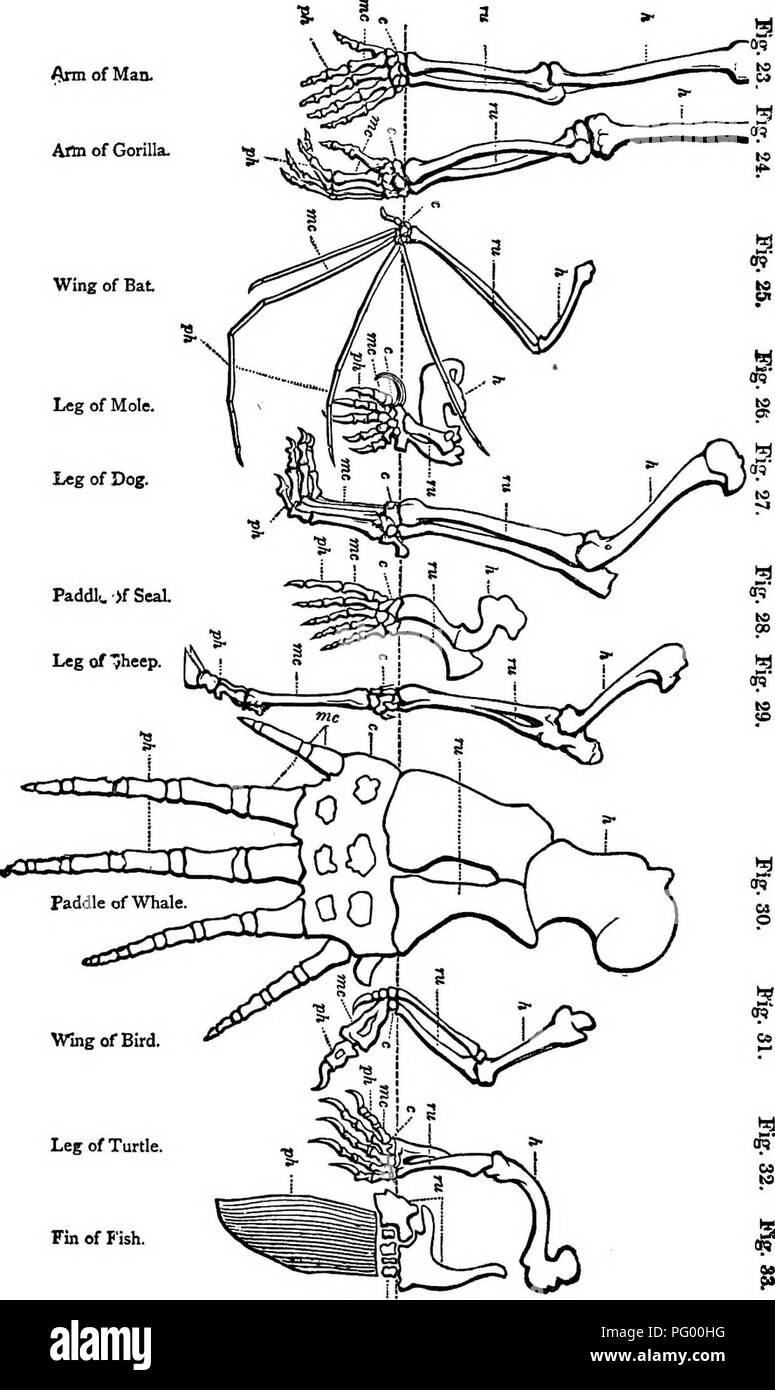 An informative collection of illustrations from the 'Natural History of ...