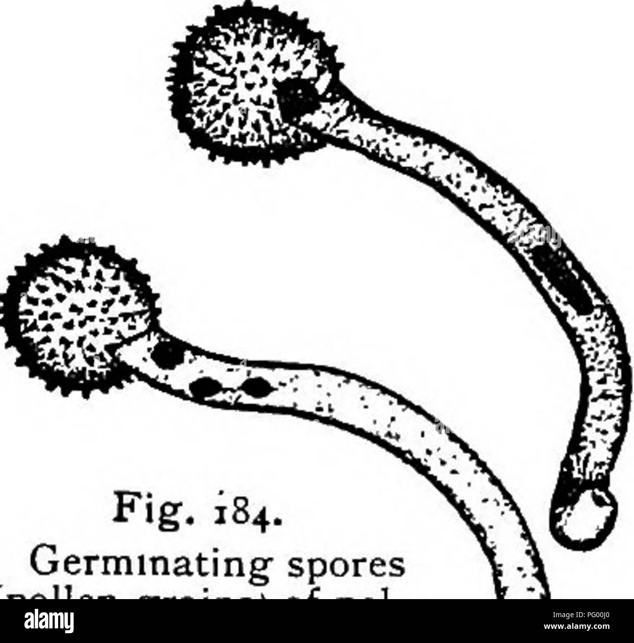 Pollen grain Black and White Stock Photos & Images - Alamy