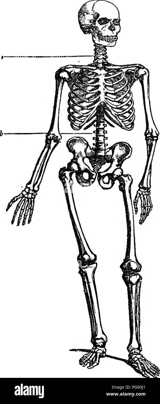 The vertebrates are animals with a backbone, also known as the spinal ...