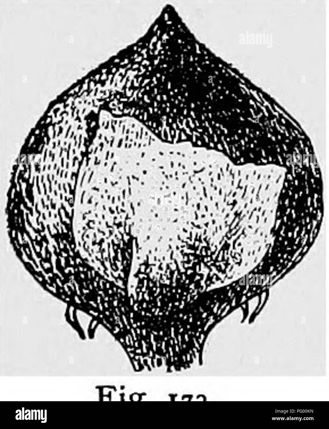 Pine cone anatomy Black and White Stock Photos & Images - Alamy