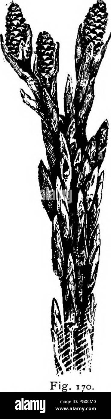 Pine end Black and White Stock Photos & Images - Alamy