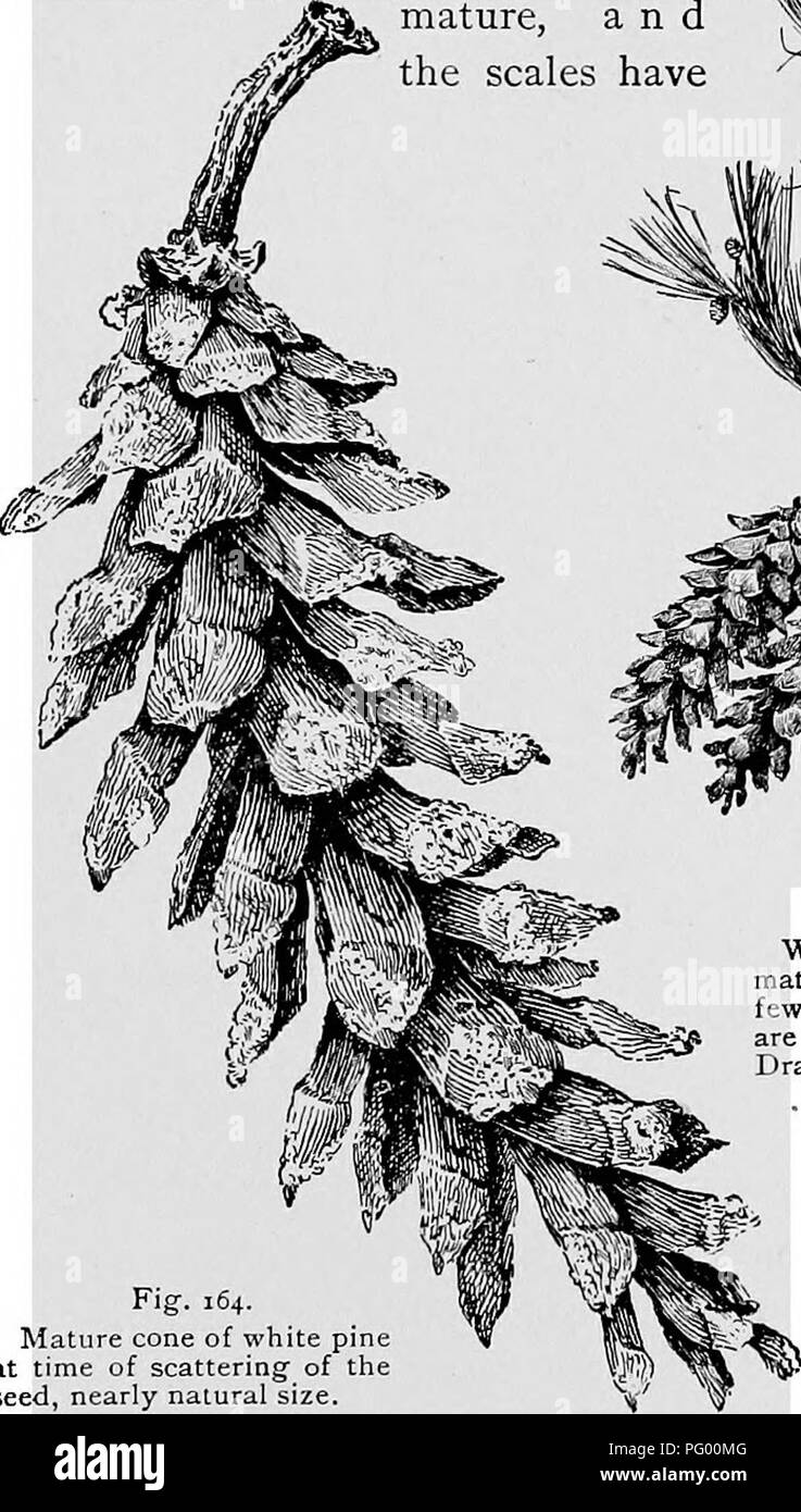 This botany text covers gymnosperms, focusing on their reproductive ...