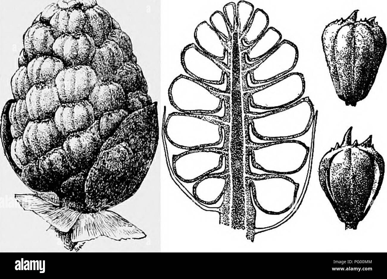 . Lessons in botany. Botany. 188 BOTANY. upper end there are several ...