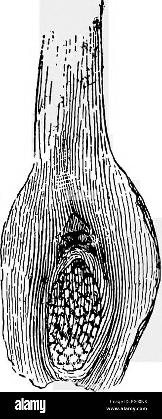 This illustration from 'Lessons in Botany' describes the ...