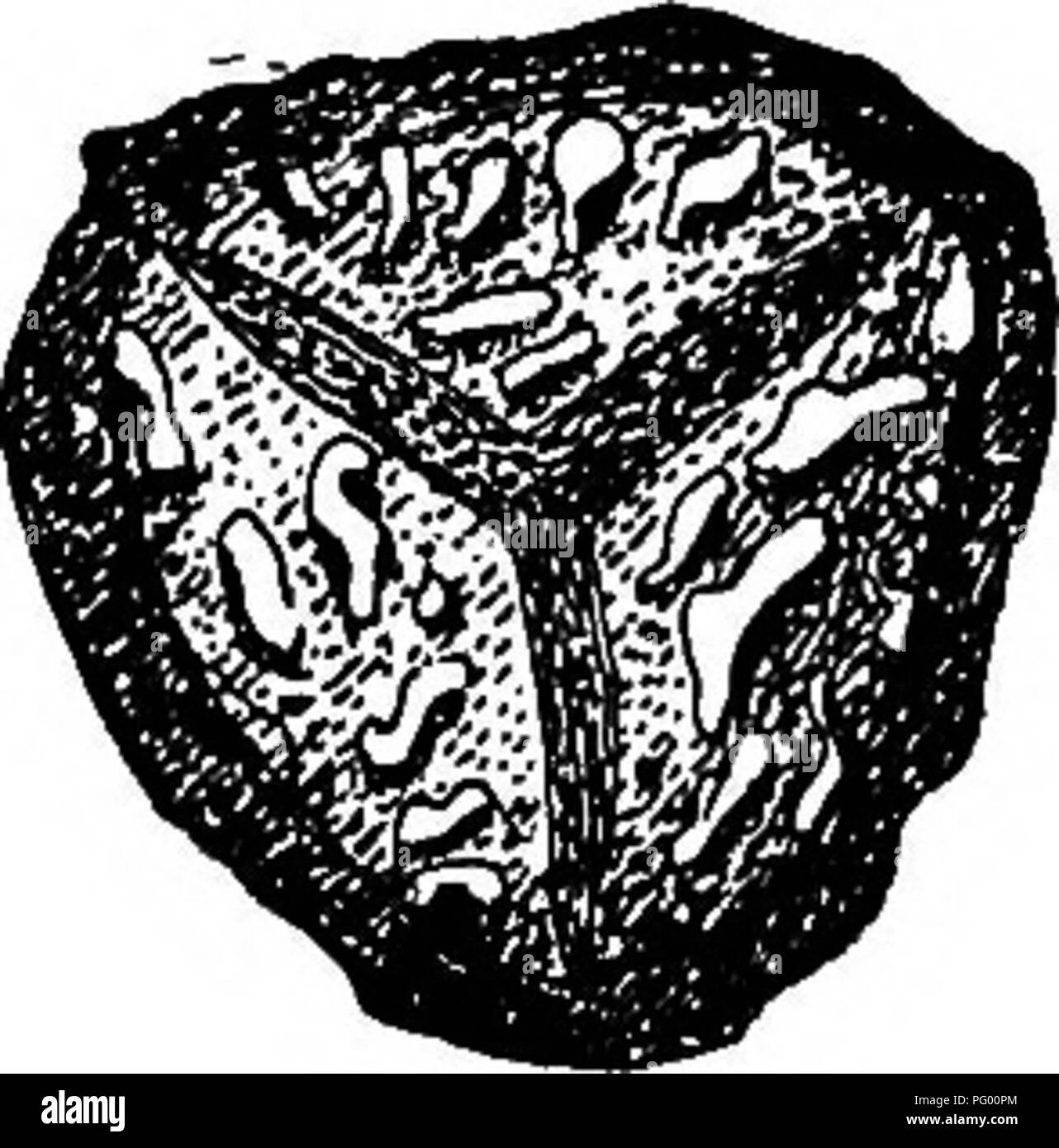 This botanical text describes the early stages of spore germination ...