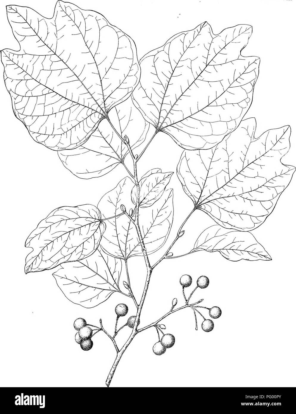 This botanical work by Charles Sargent details the forest flora of ...