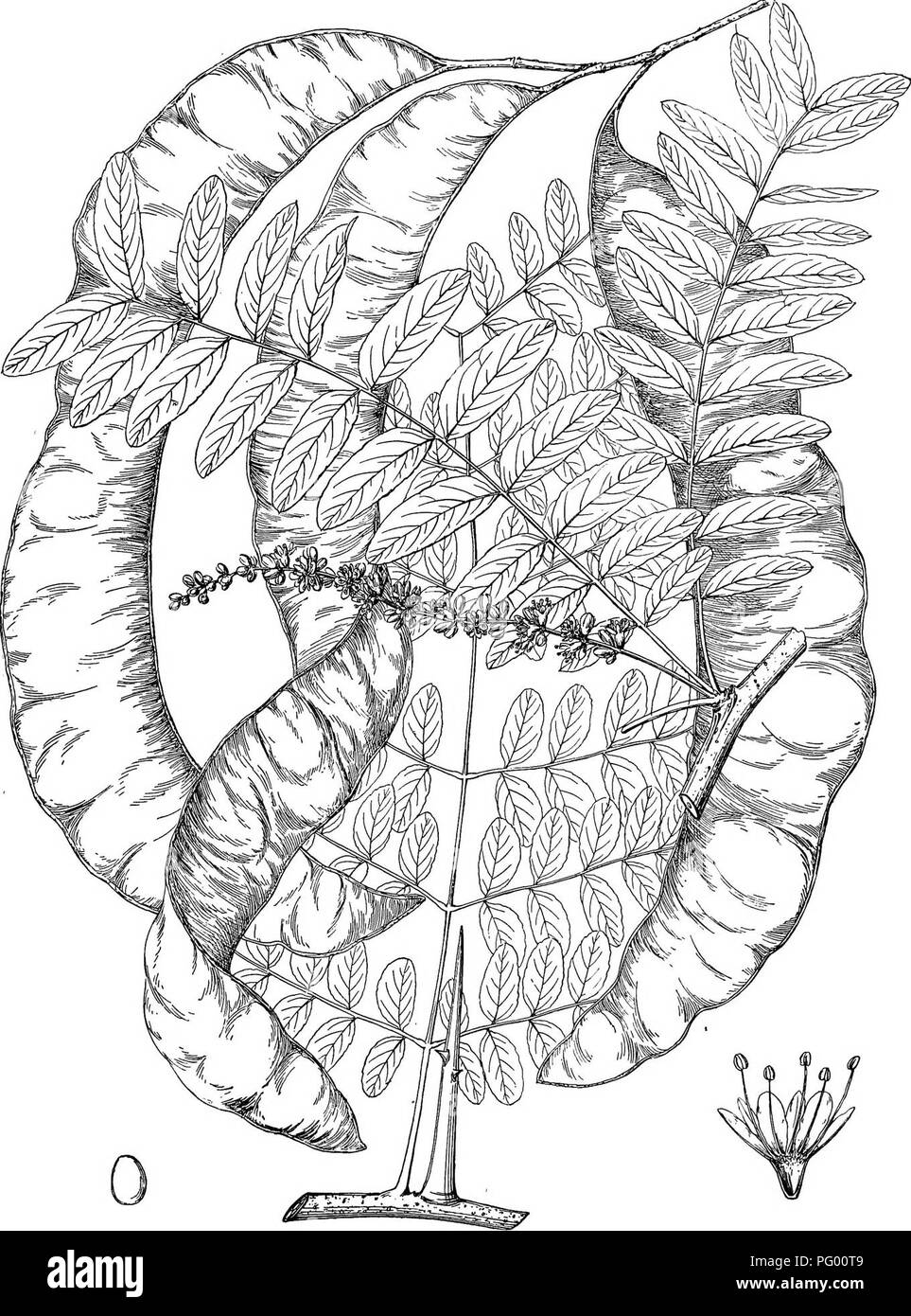 This work provides a detailed account of the forest flora of Japan ...