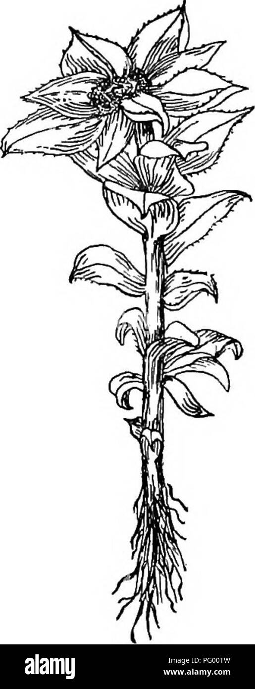 An educational guide to botany, focusing on the reproductive structures ...