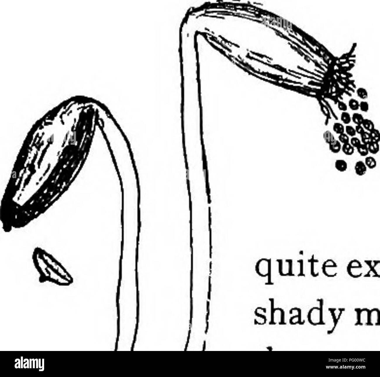 This illustration from *Lessons in Botany* focuses on the moss genus ...