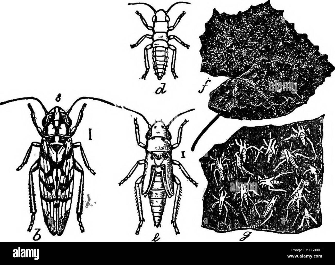 Jumping insects Black and White Stock Photos & Images - Alamy