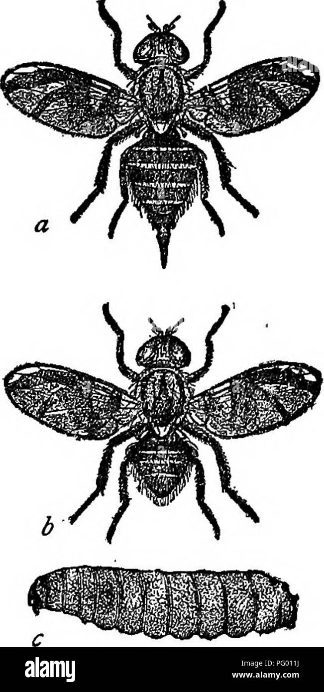 Two winged insects Black and White Stock Photos & Images - Alamy