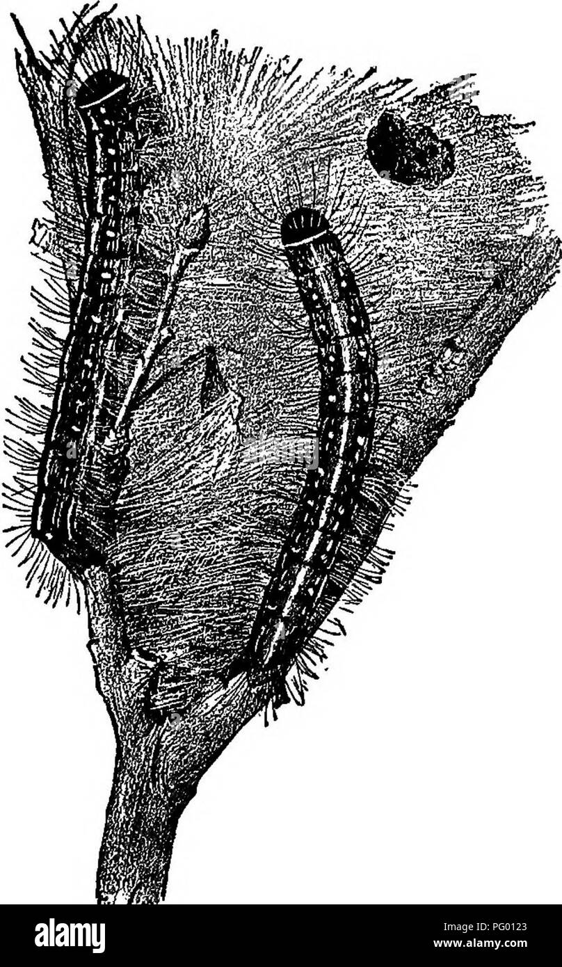 Fruit barrier Black and White Stock Photos & Images - Alamy