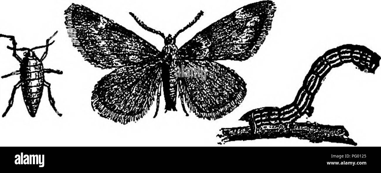 The image illustrates the Spring Canker-worm, a pest of fruit trees ...