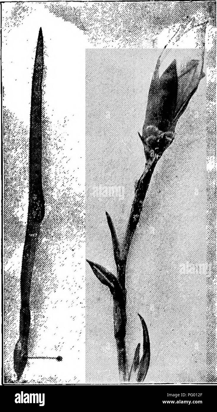 Irregular threads Black and White Stock Photos & Images - Alamy