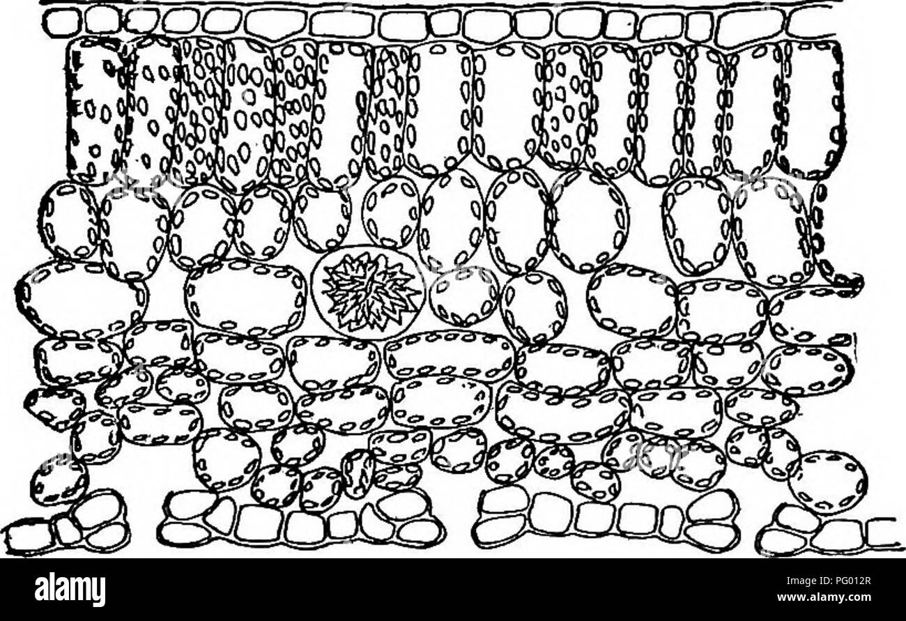 . Lessons in botany. Botany. HO W PLANTS GET THEIR CARBON FOOD. 77 In ...