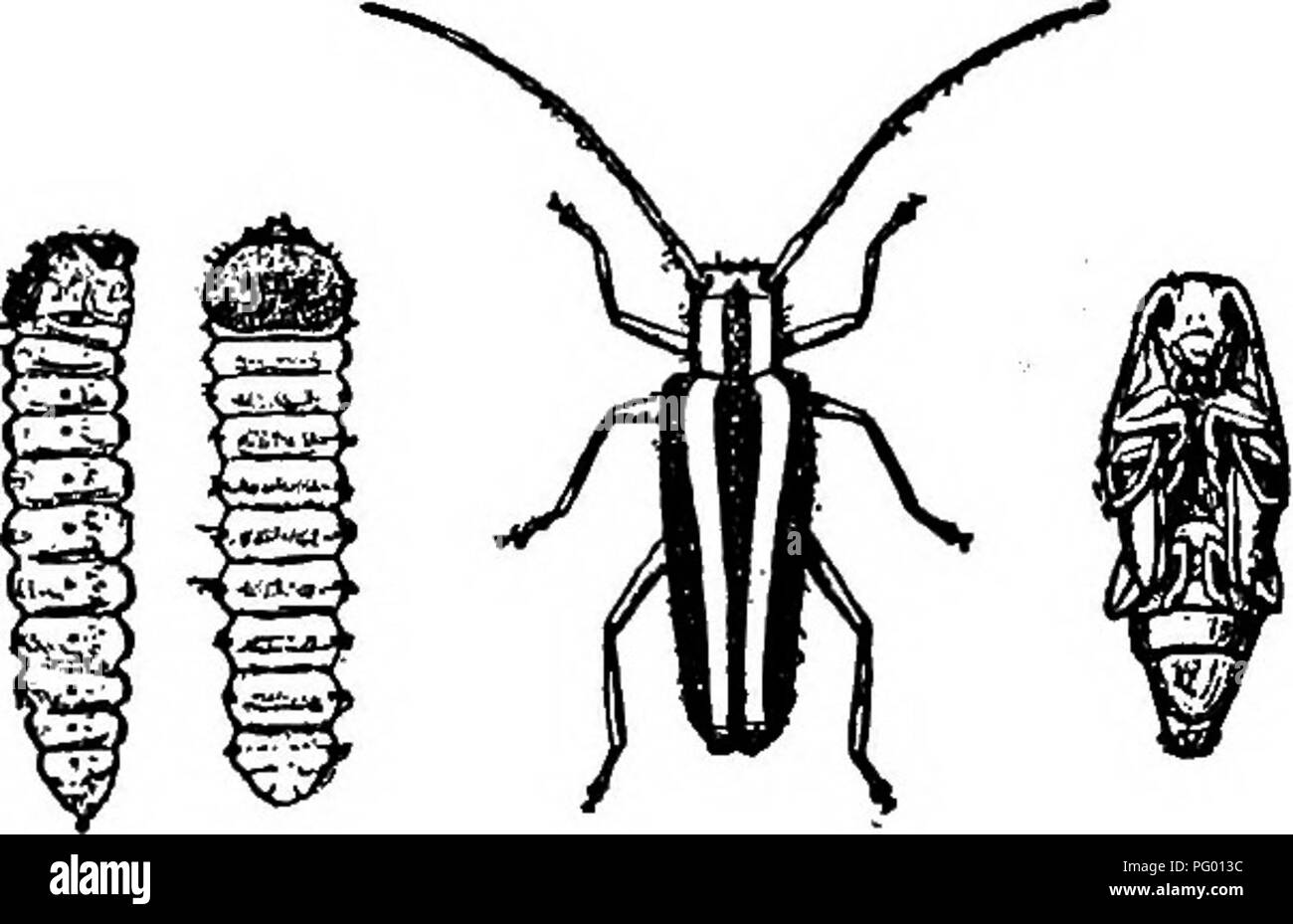 This excerpt from *The American Fruit Culturist* describes methods for ...