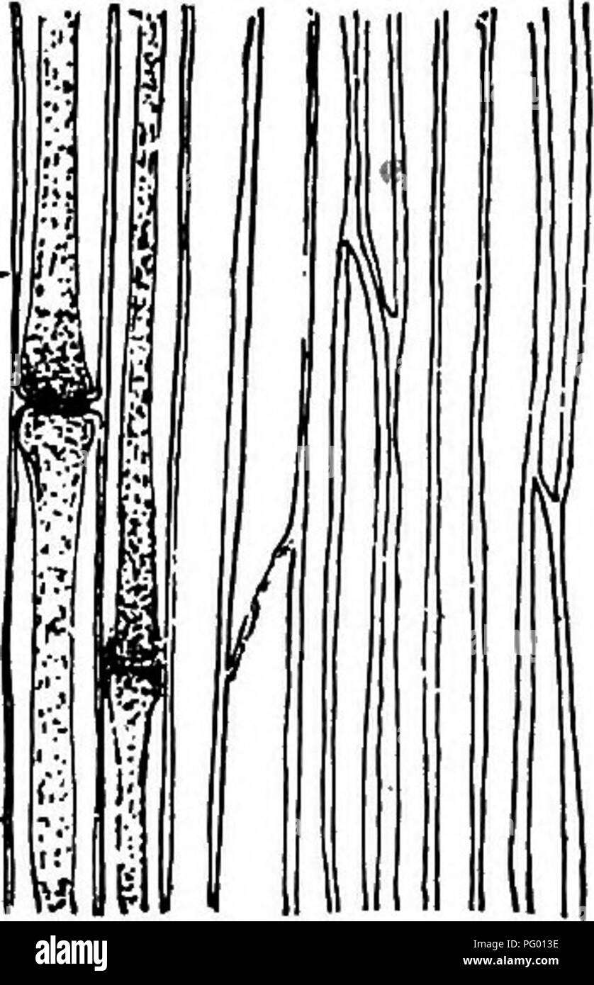 Phloem Sieve Plate High Resolution Stock Photography and Images - Alamy