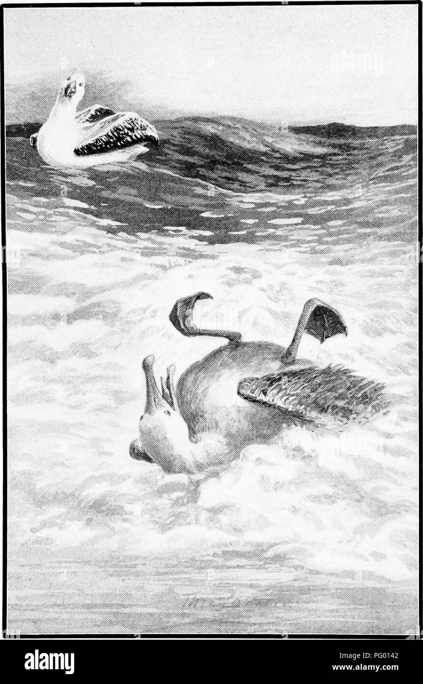 This narrative details encounters with marine animals, blending ...