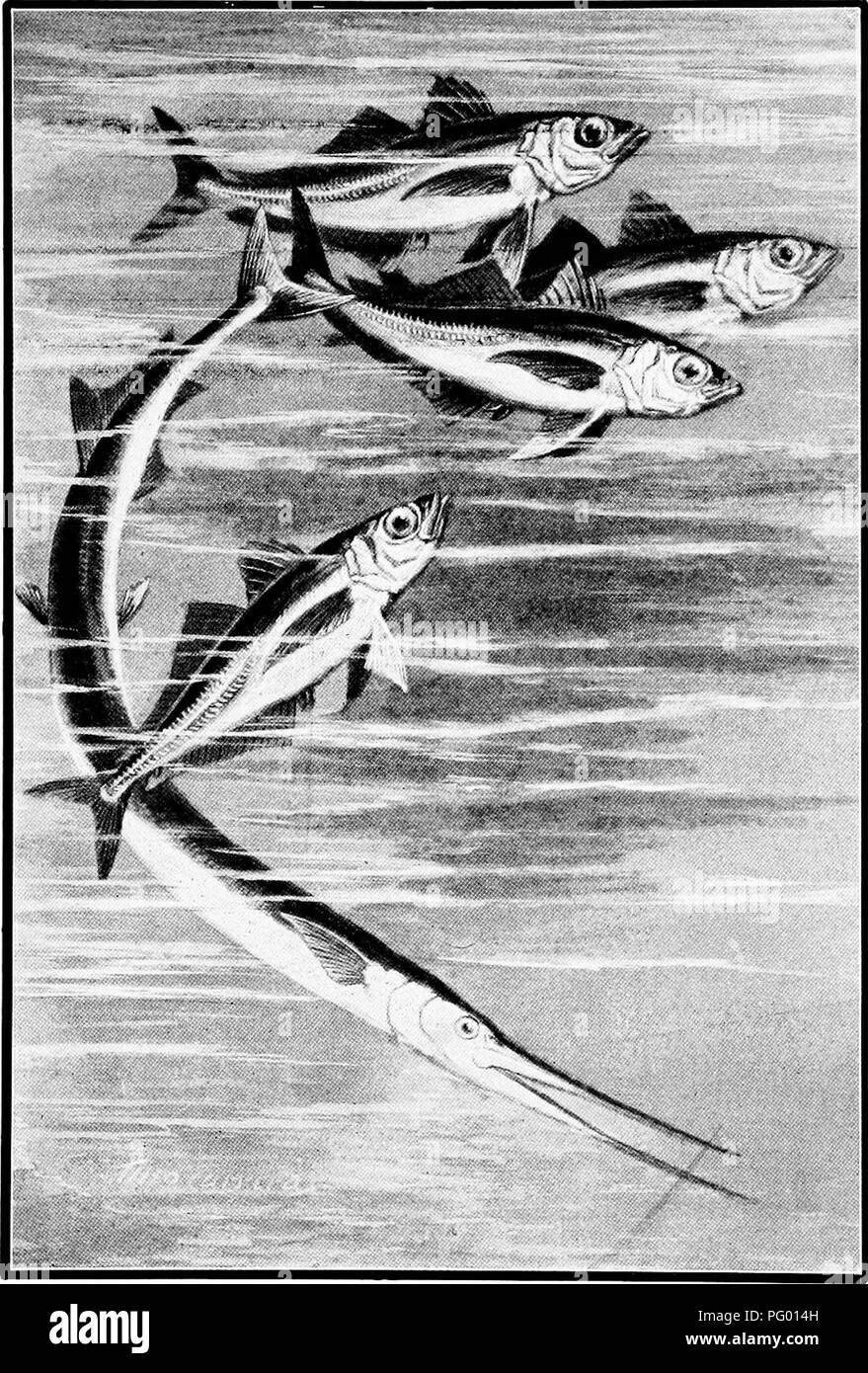 This illustration depicts garfish and horse mackerel swimming calmly in ...