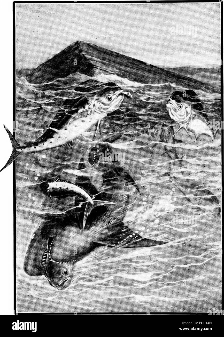 This work explores marine life and legends associated with deep-sea ...