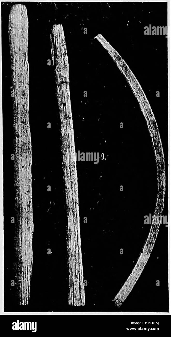 This botany textbook introduces plant physiology through practical ...
