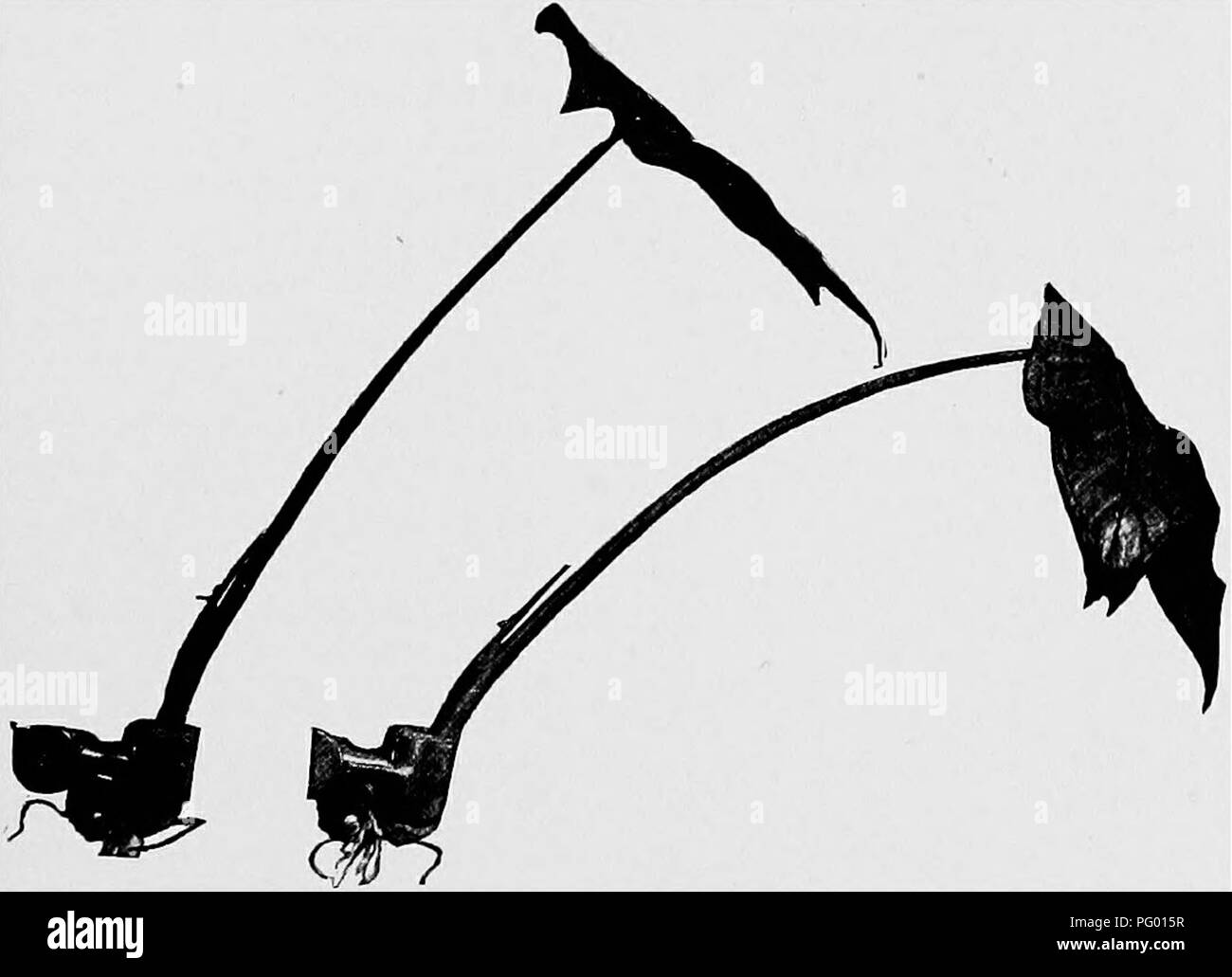 How to draw parts of a plant hi-res stock photography and images - Alamy
