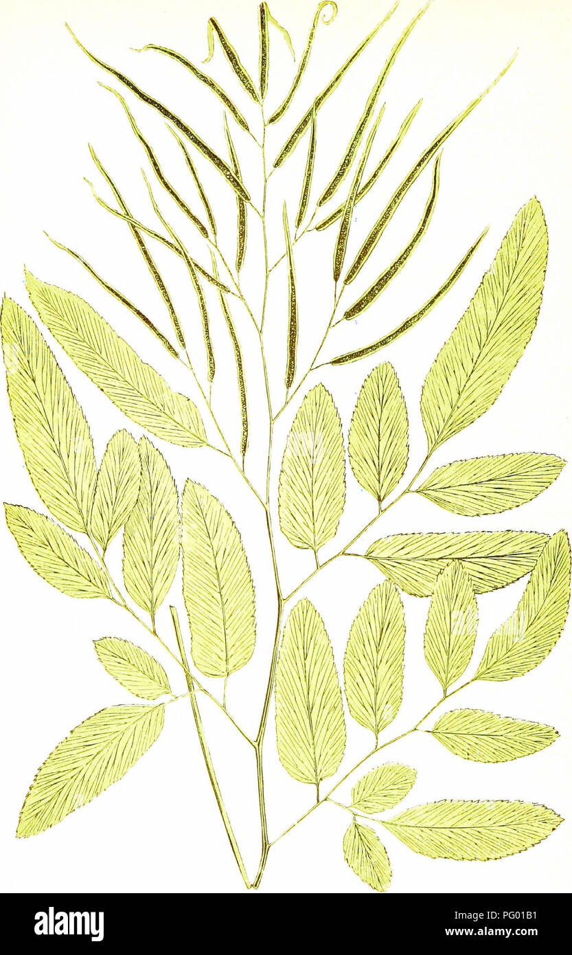 This illustration features rare and newly identified fern species ...