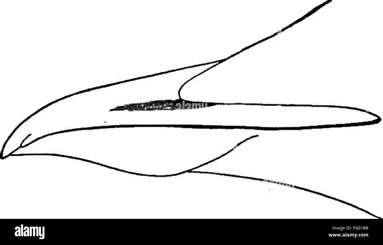 This entry from *New England Bird Life* provides a detailed description ...