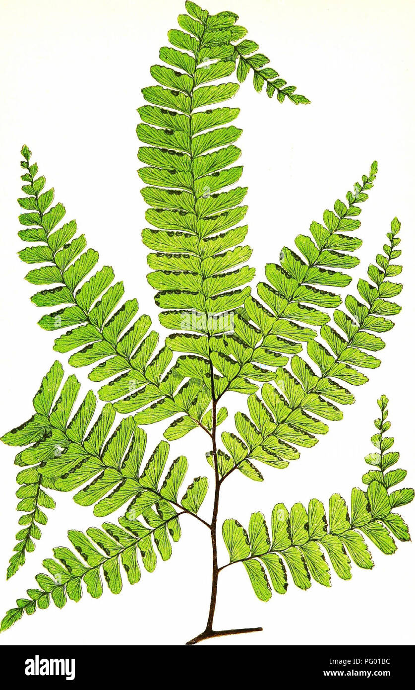 This work presents a detailed account of rare fern species, including ...