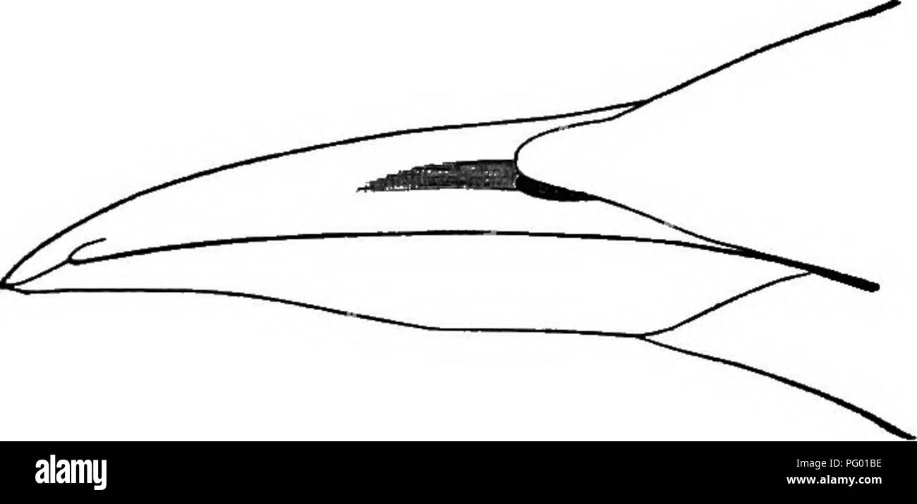 Black tomia Black and White Stock Photos & Images - Alamy