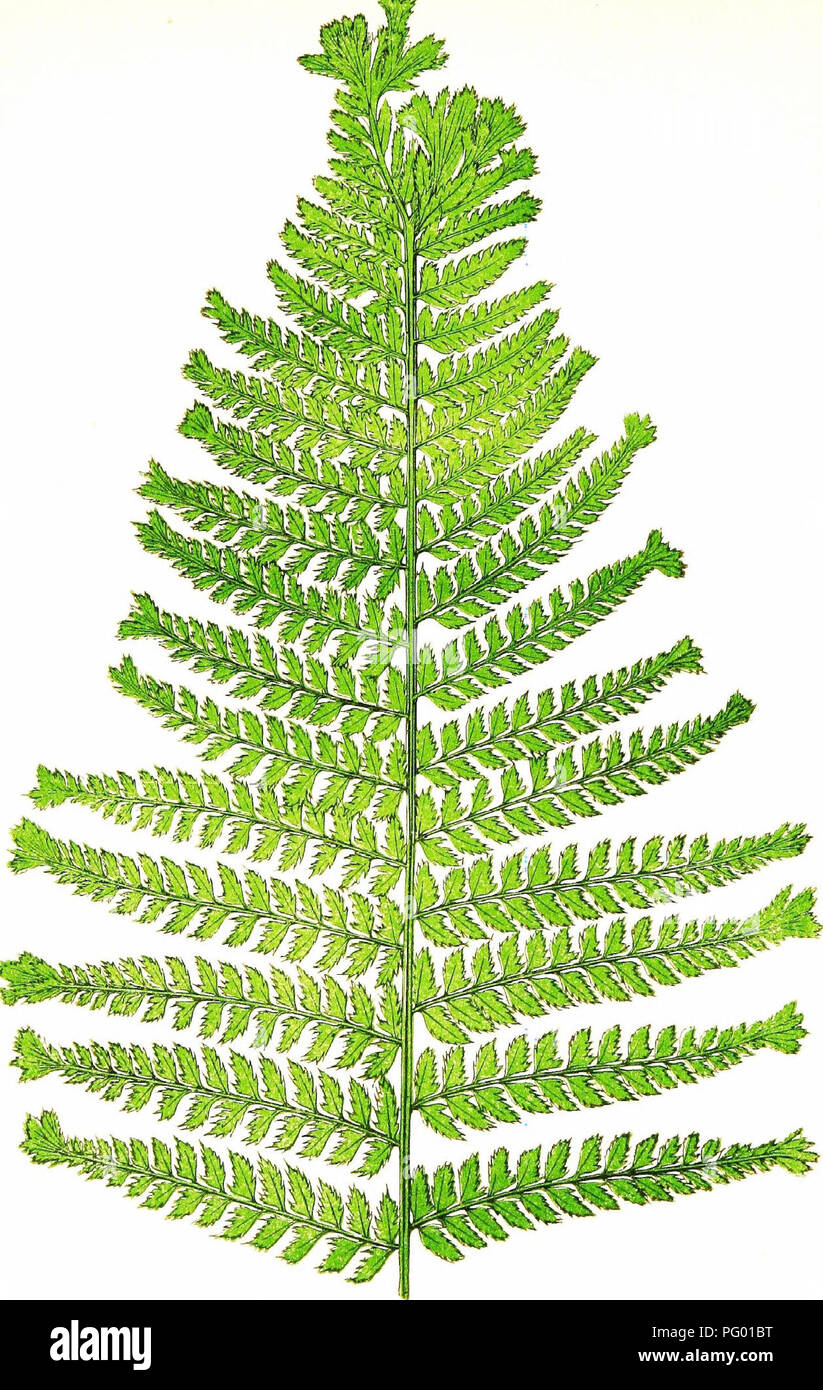 Edward Lowe's *A Natural History of New and Rare Ferns* introduces ...