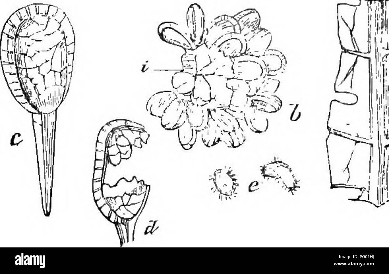 An educational work focused on plant anatomy, specifically Cryptogams ...