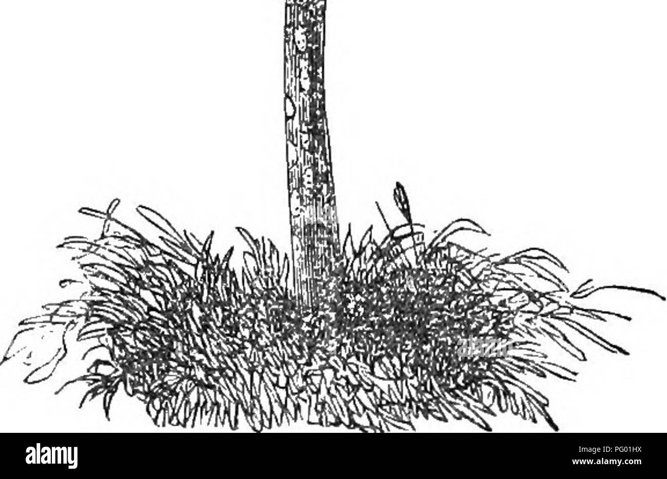 This text explores the principles of botany, particularly focusing on ...