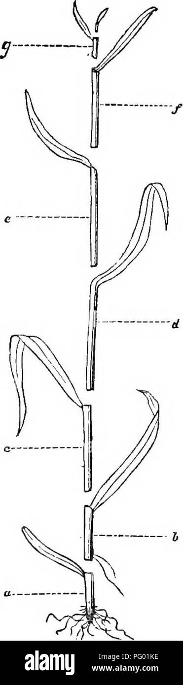 The Principles of Botany explores plant anatomy and development ...