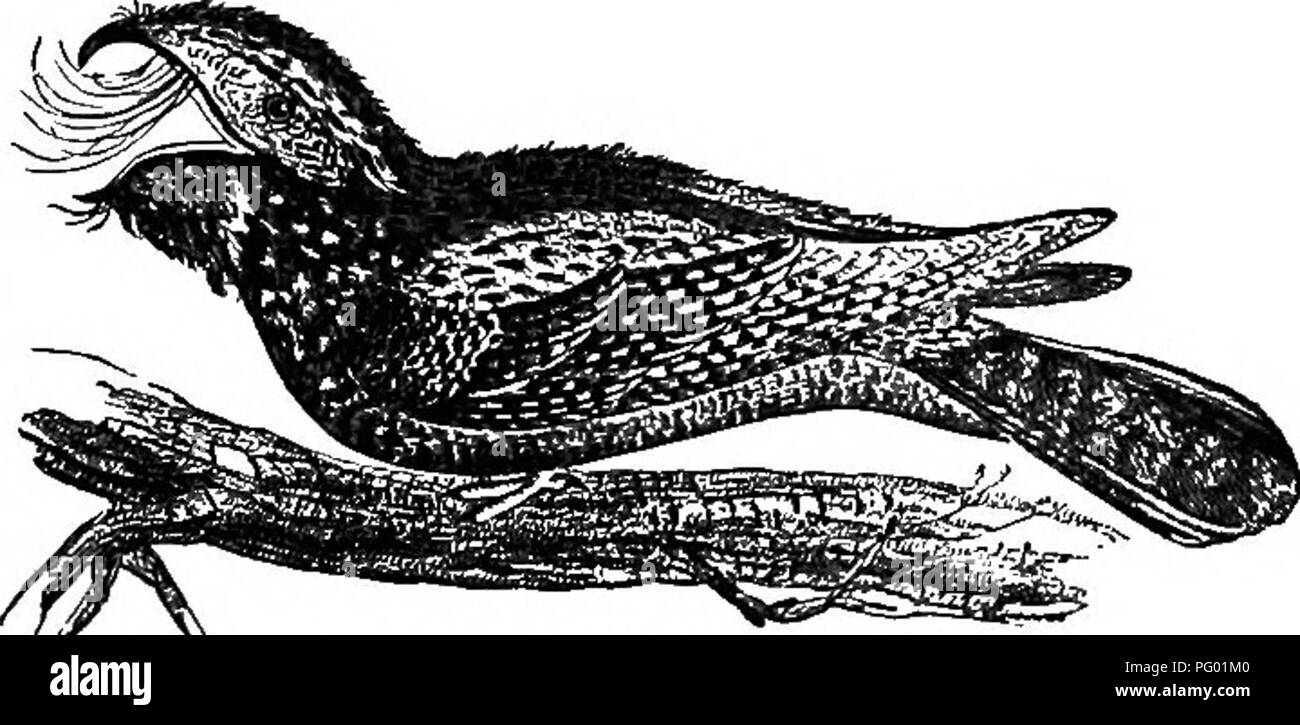 Whippoorwill Black and White Stock Photos & Images - Alamy