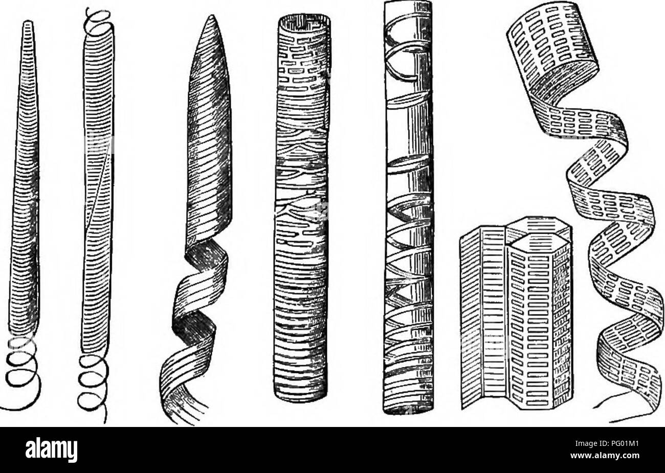This textbook from 1853 focuses on plant anatomy, specifically the ...