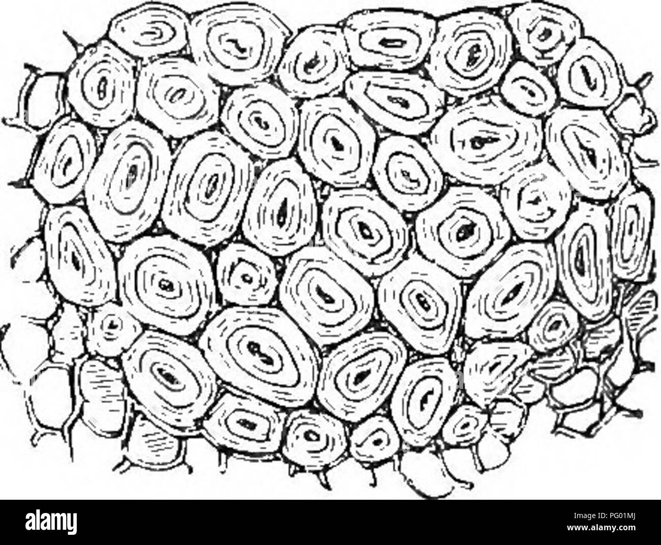 . The principles of botany, as exemplified in the Cryptogamia. For the ...