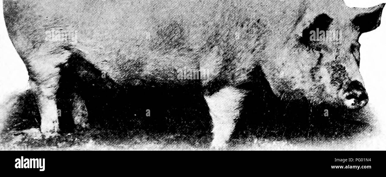 This manual provides practical guidance on breeding swine, including ...