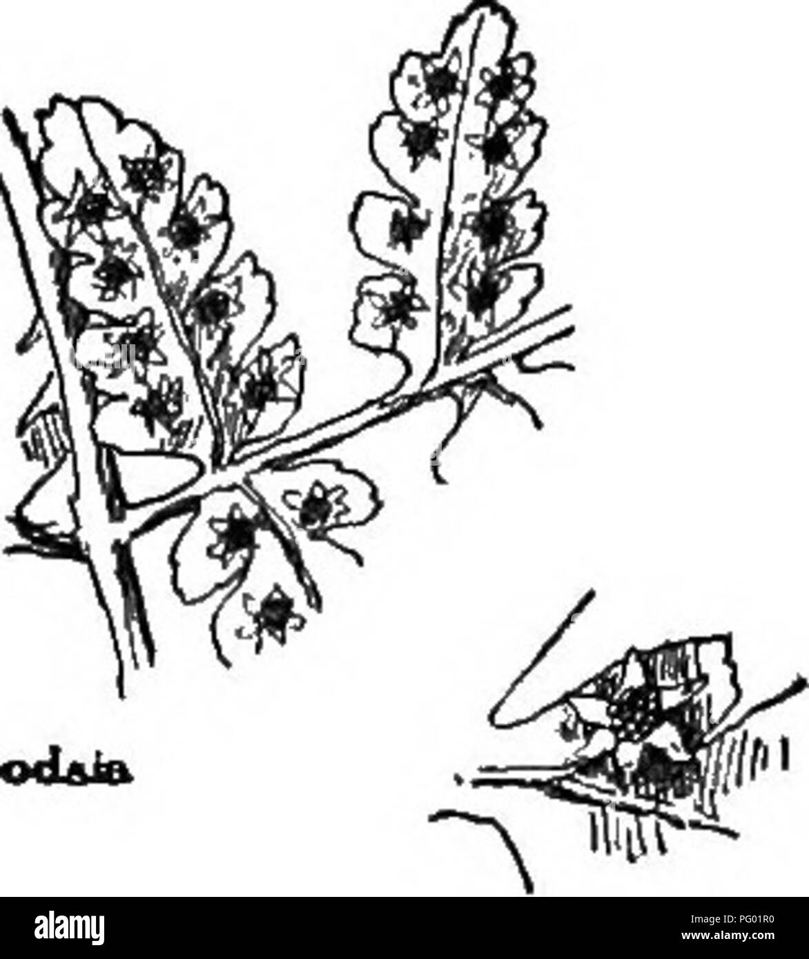 . Our ferns in their haunts; a guide to all the native species. Ferns ...