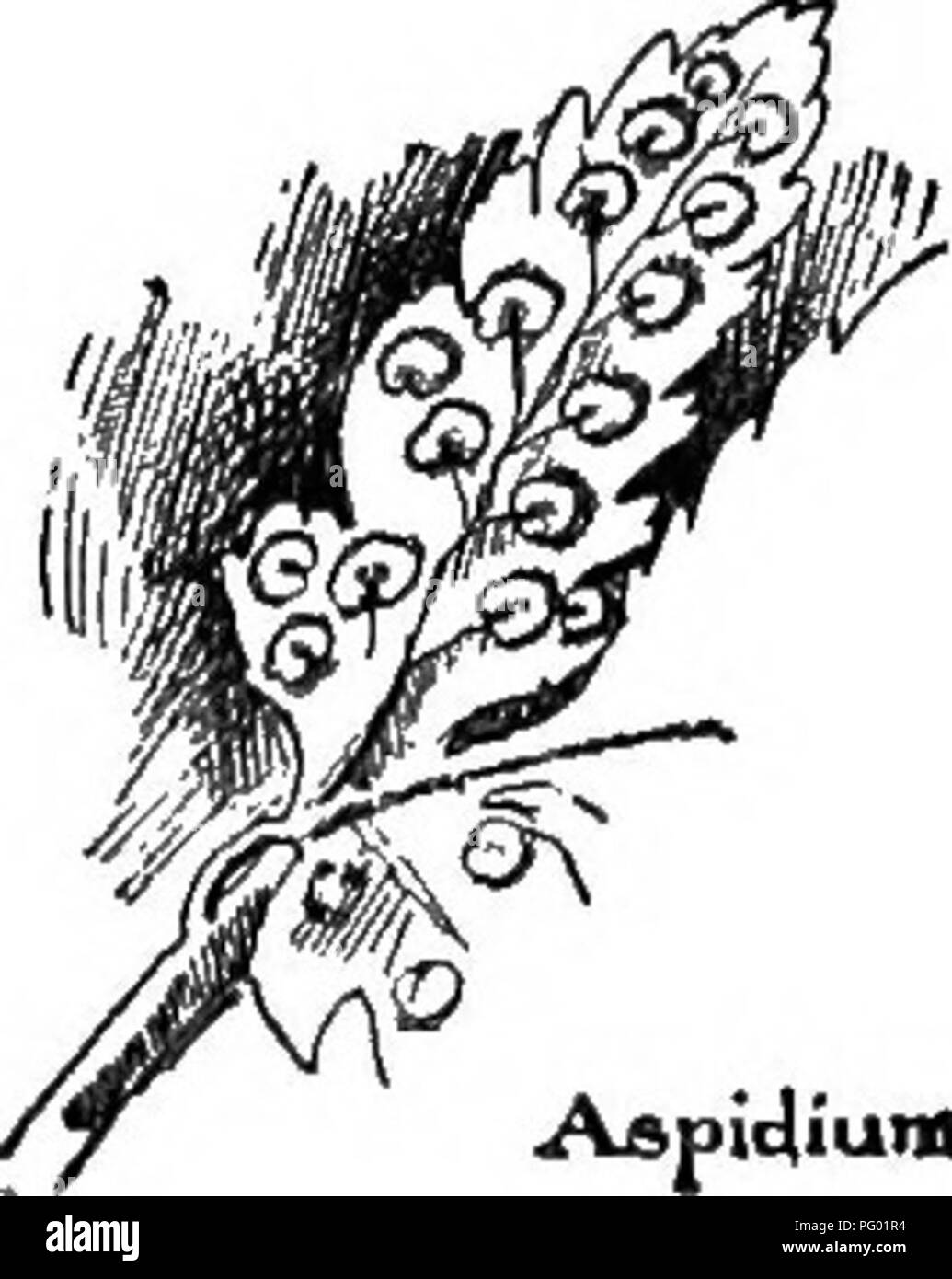 This guide to native ferns provides detailed descriptions and ...
