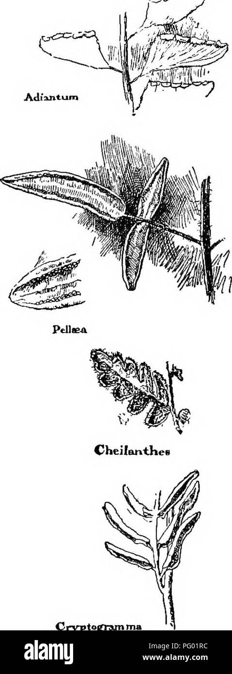 This guide to native fern species offers detailed descriptions of ...