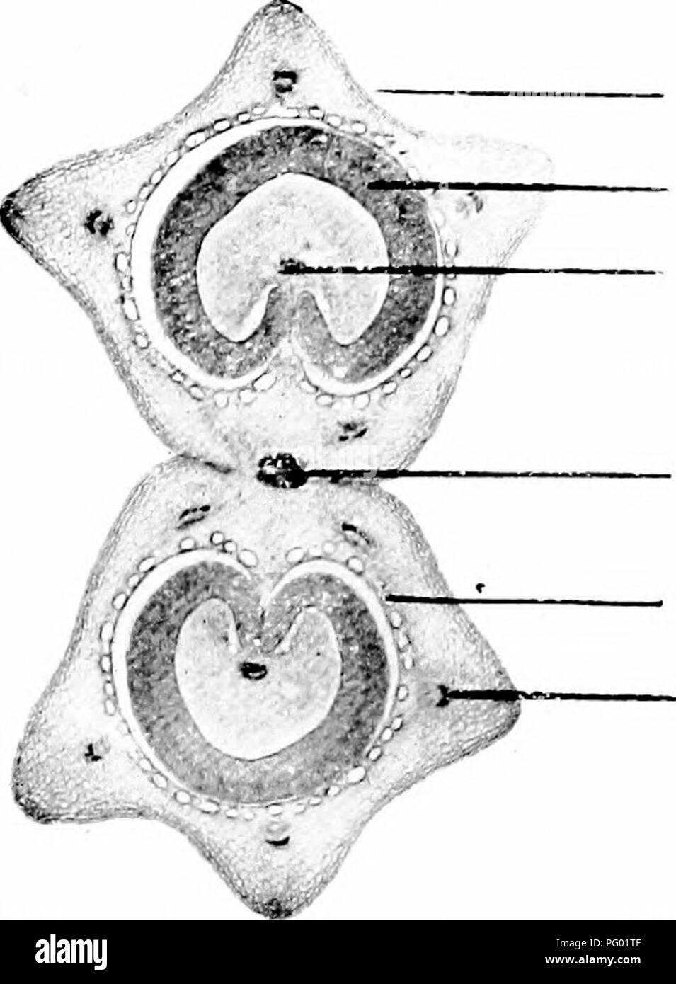 This collection of photomicrographs captures detailed views of plant ...