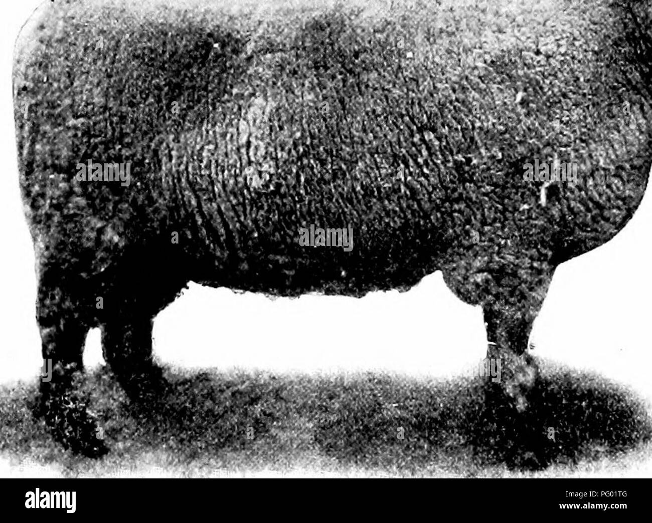 Fat lambs Black and White Stock Photos & Images - Alamy