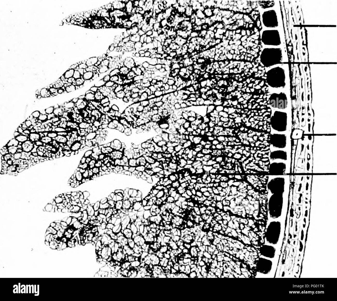 Aleurone layer hi-res stock photography and images - Alamy