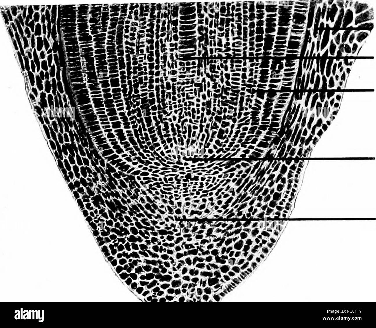 Development of the embryo axis Black and White Stock Photos & Images ...