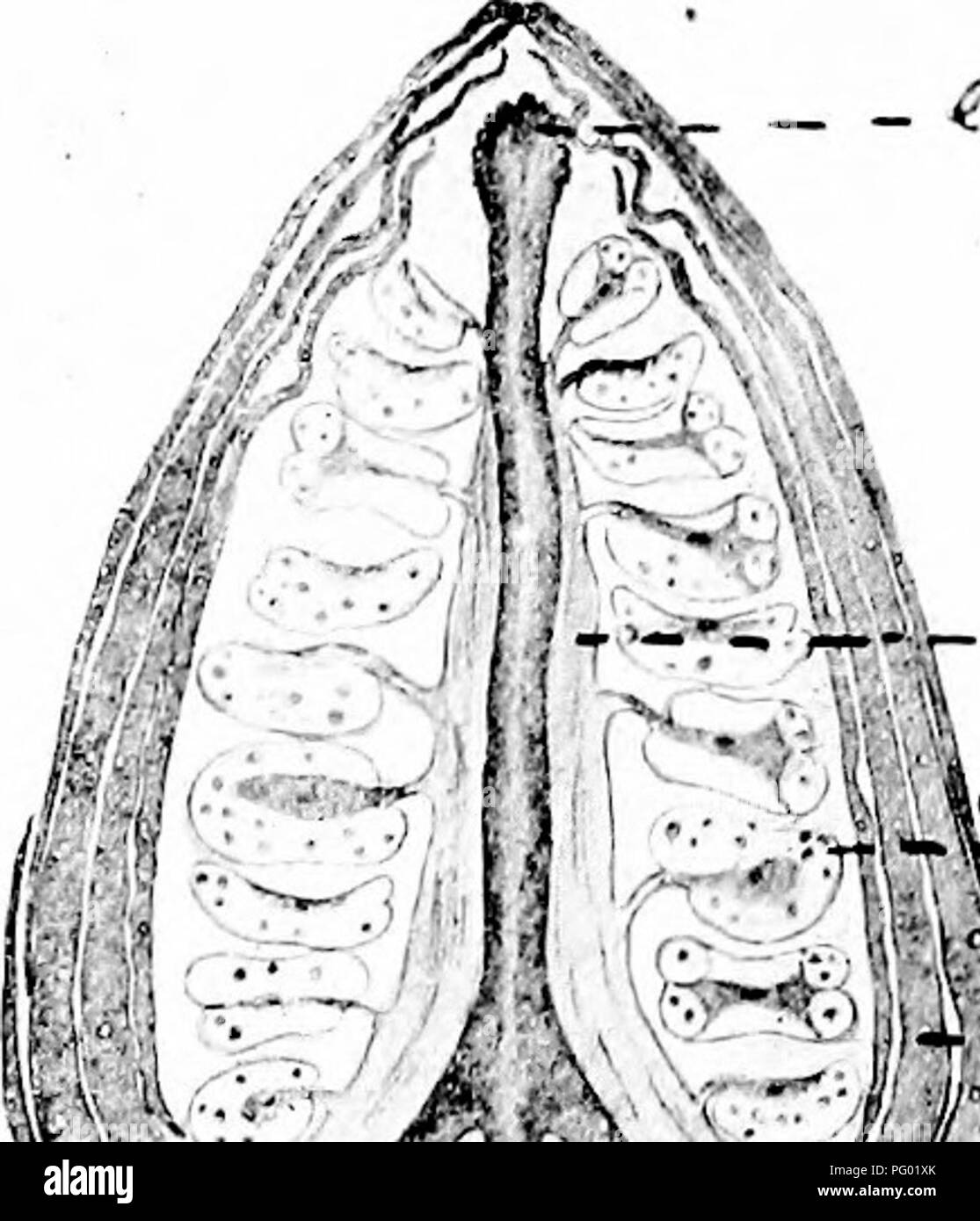 A collection of photomicrographs depicting various botanical studies ...