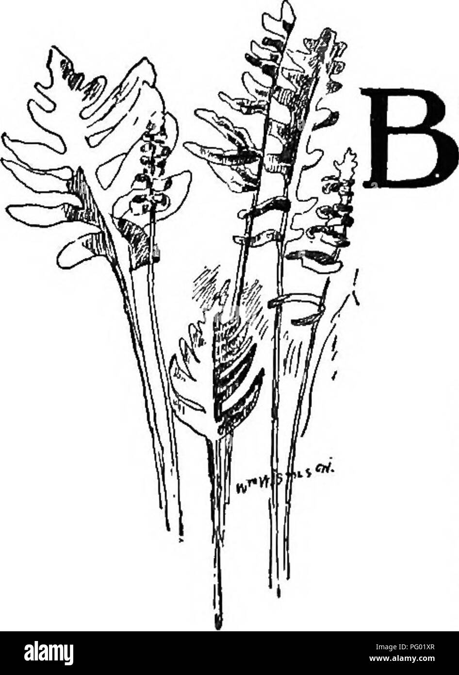 This guide provides information on the identification and natural ...